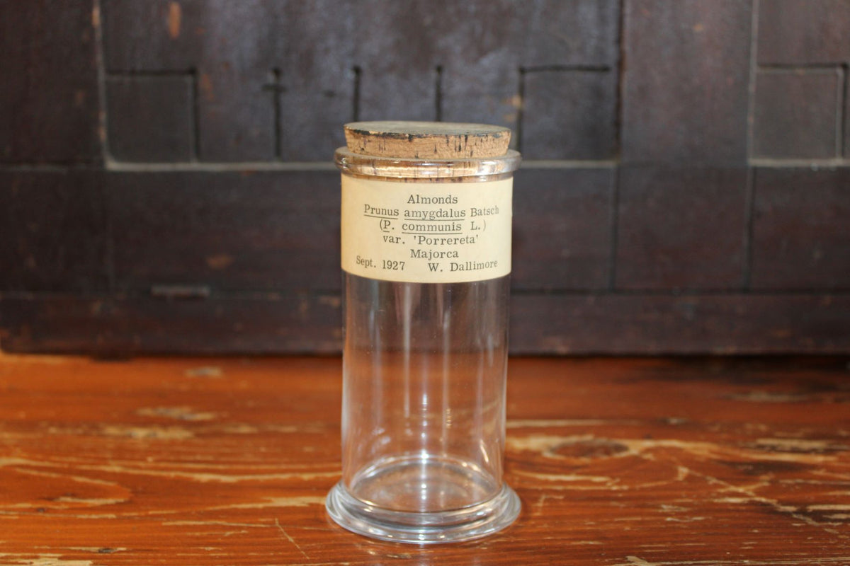 Antique Glass Botanical Specimen Jar - Almonds Prunus Amygdalus Batsch ...